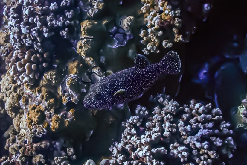 Fish - Island Dream Productions – Maui Photography Services