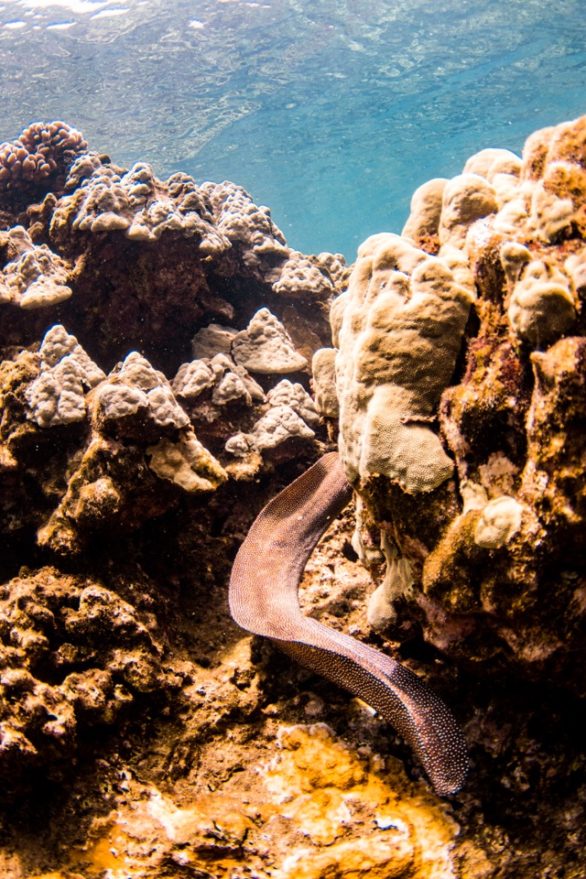 Fish - Island Dream Productions – Maui Photography Services